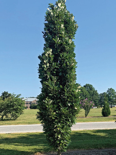 Quercus x warei 'Nadler' - Kindred Spirit® Oak | Plumline