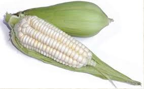 Choclo Serrano | CHAKRAGRANDE