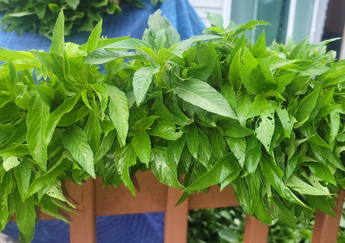 Jute Leaf/Jute Mallow (Corchorus olitorius) | Albcofarm