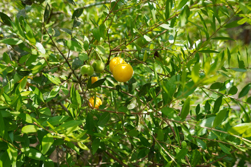 Uvaia - Semente | Sítio do Bello