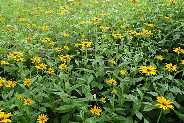 Native Plants of the Kettle Moraine State Forest - Southern Unit
