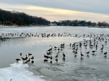 Delavan Lake Improvement Association | Improve, Protect, & Preserve