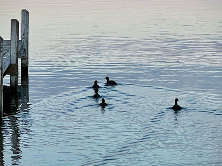 Delavan Lake Improvement Association | Improve, Protect, & Preserve