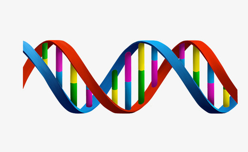 Color genetic test | Gypsy Vanner Store