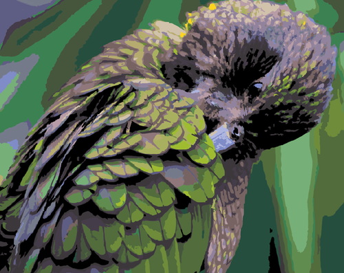 Kea | Creative Hero NZ