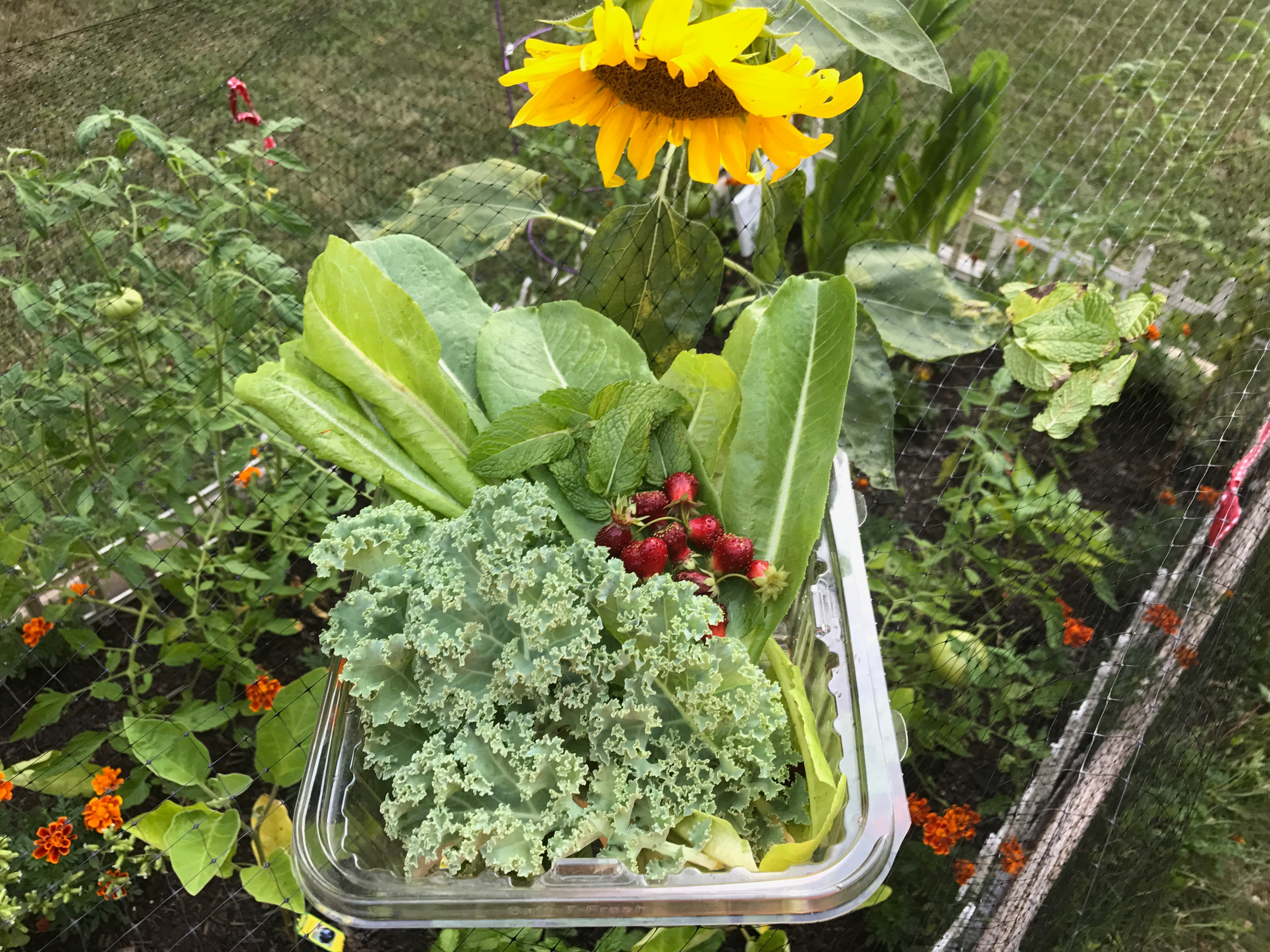 Planting a Vegetable Garden