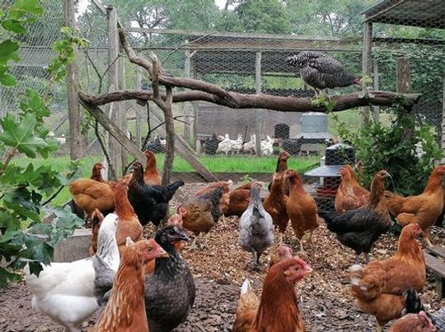 POL Hybrids | Hen House Poultry