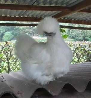 Bantams | Hen House Poultry