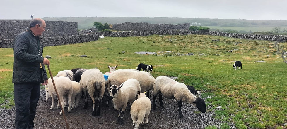 Sheepdog Demonstration | Little Gem Tours
