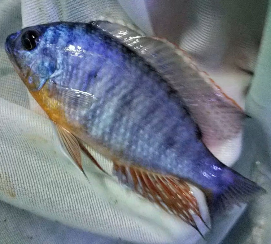 Protomelas taeniolatus Pombo reef yellow chin | South East Cichlids