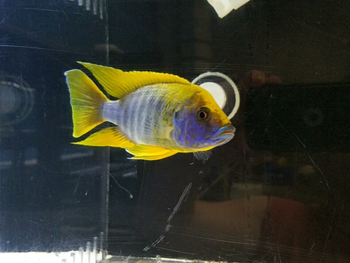 Aulonocara Mamela Lemon Jake | South East Cichlids