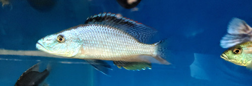 Dimidiochromis compressiceps | South East Cichlids