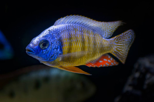 Protomelas Taiwan Reef | South East Cichlids