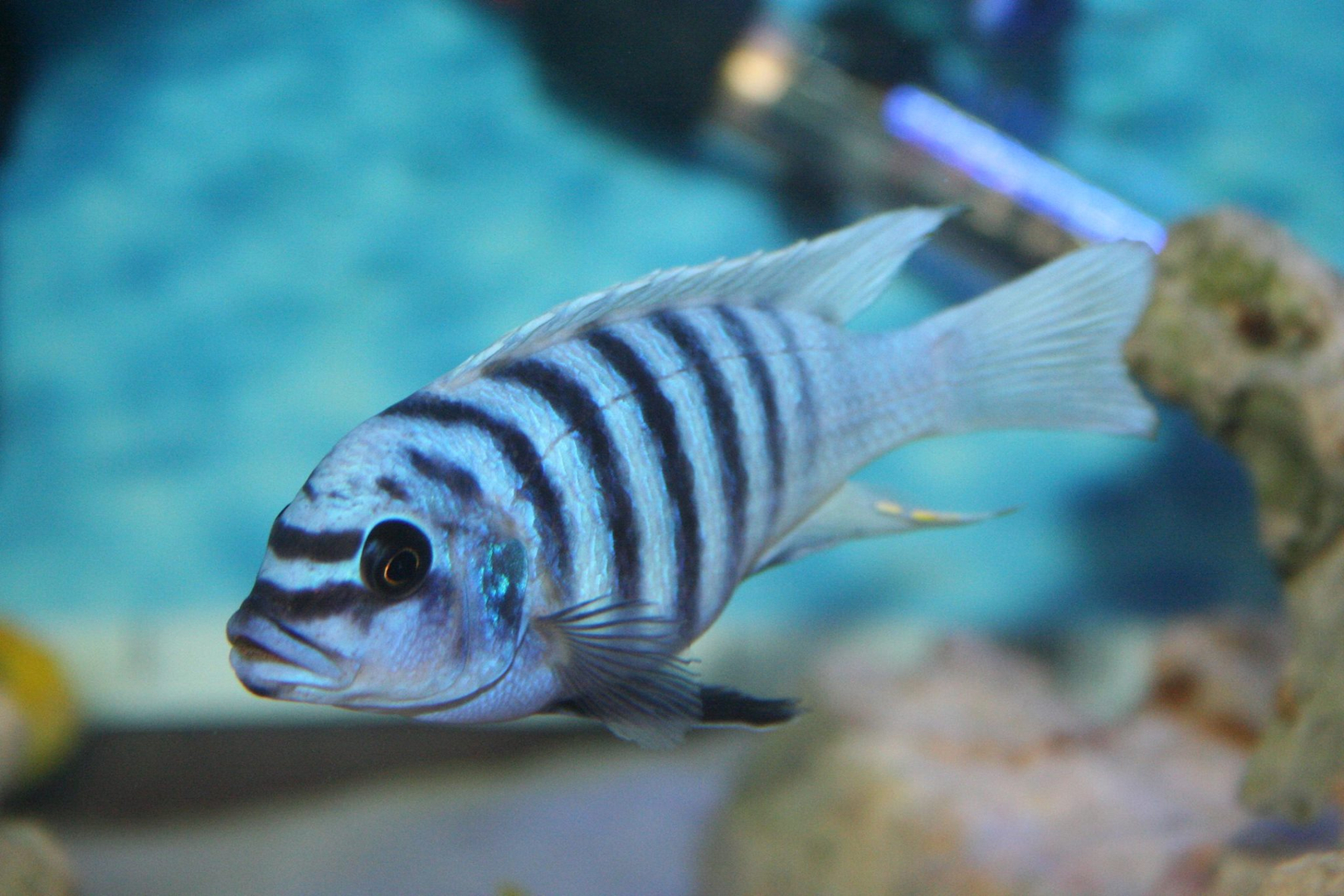 Rare African Cichlid Fish | United States | South East Cichlids