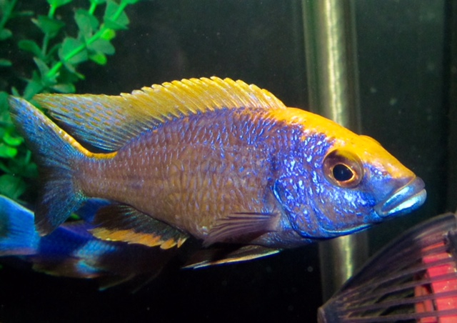 Rare African Cichlid Fish | United States | South East Cichlids