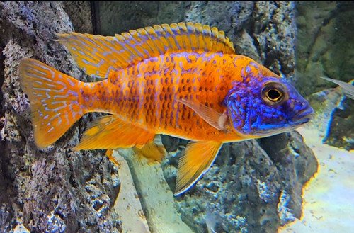 Aulonocara Ruby Red | South East Cichlids