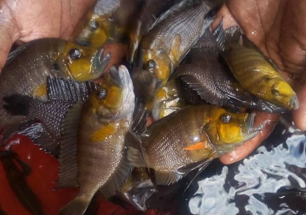 Shop Lake Tanganyika | South East Cichlids