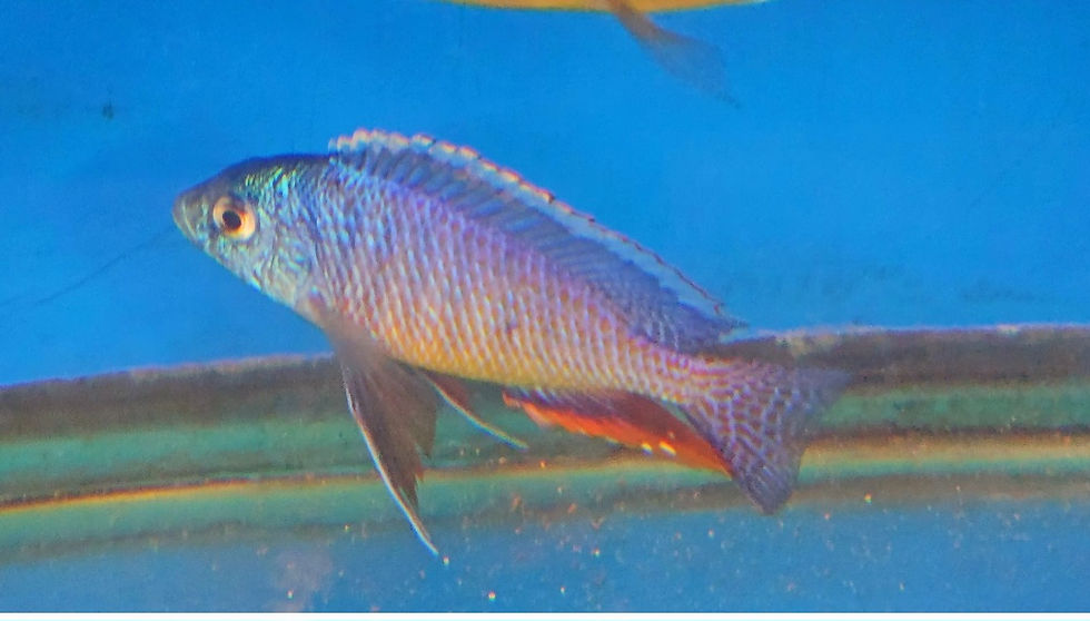 Shop Lake Malawi | South East Cichlids