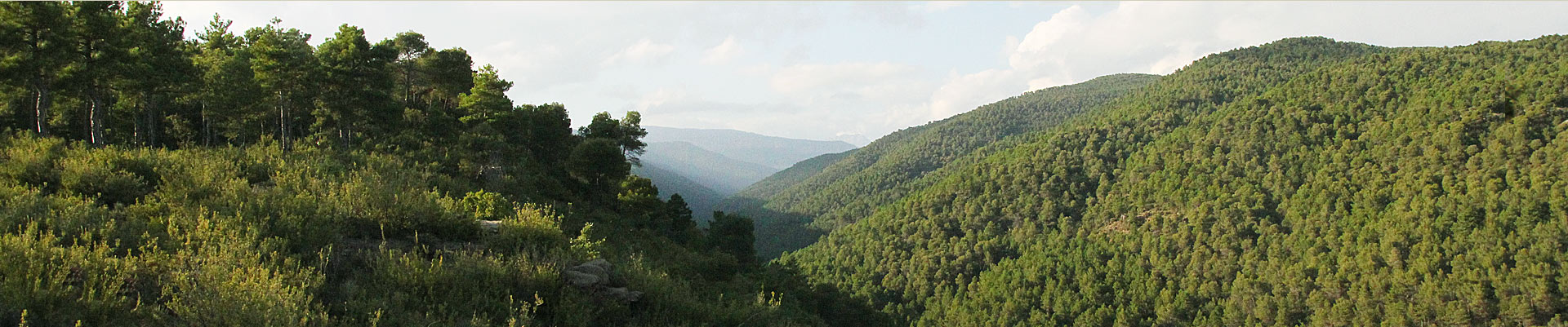Forest Days : Experience