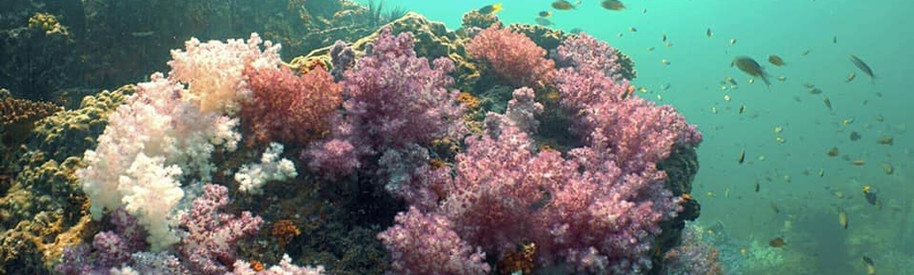 Wildlife | Bulone Resort