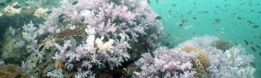 Wildlife | Bulone Resort