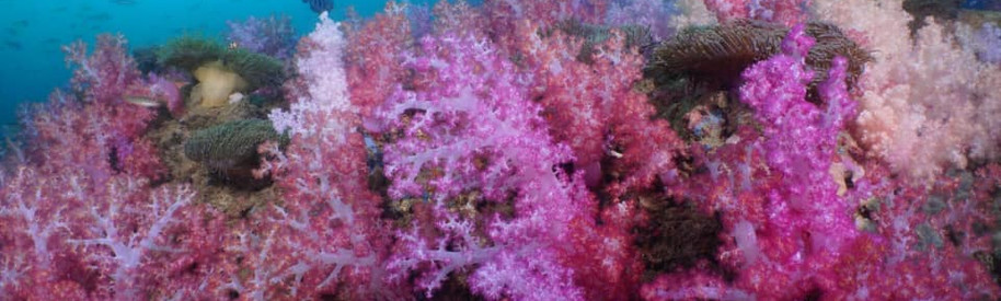 Wildlife | Bulone Resort