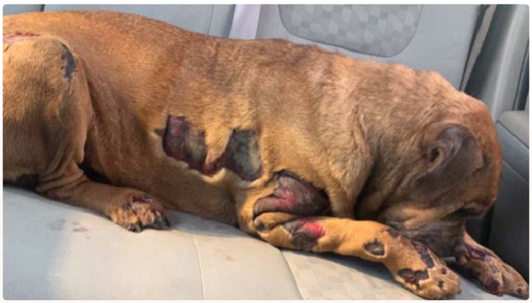 Investigation underway after a dog was found suffering from severe burn ...