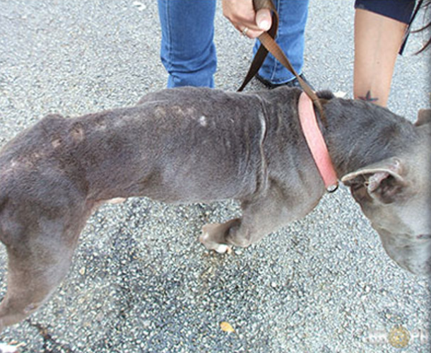 STANLEY DAVIS JR. finally arrested after a report about his dog being ...
