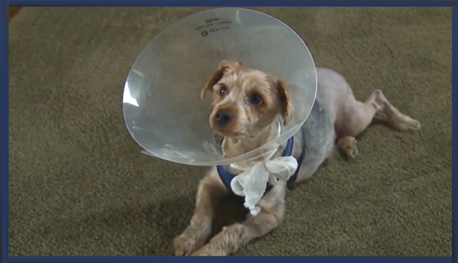 ROBERT and NICKIE BELL left their dog to die in a dumpster but will not ...