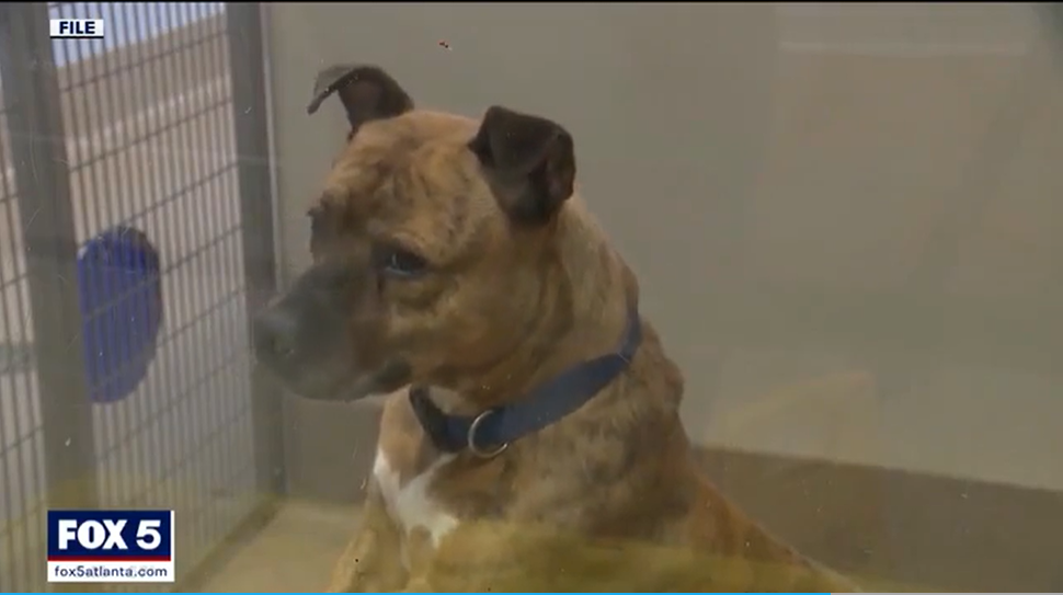 DEBORAH ANNE BLATCHLEY of Georgia Poodle Rescue arrested - Many ...