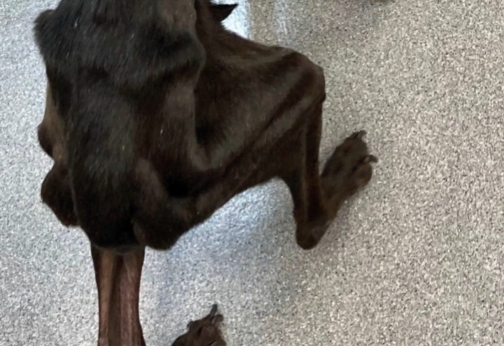 CASSANDRA SMITH found guilty of starving her dog to death - Voice For Us