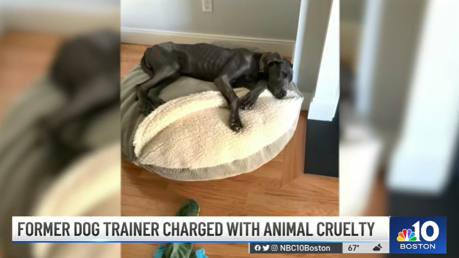 TYLER A. FALCONER, firefighter and owner of Falco K9, facing animal ...