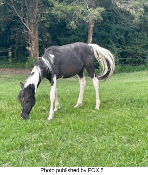 AMANDA MOSS LOWE and BRANDON LEE HEDRICK arrested after several horses ...