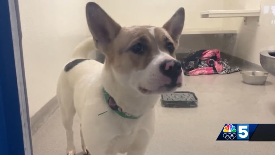 HILARY DAVIS, owner of A Canine Gem, facing charges after forty-nine ...