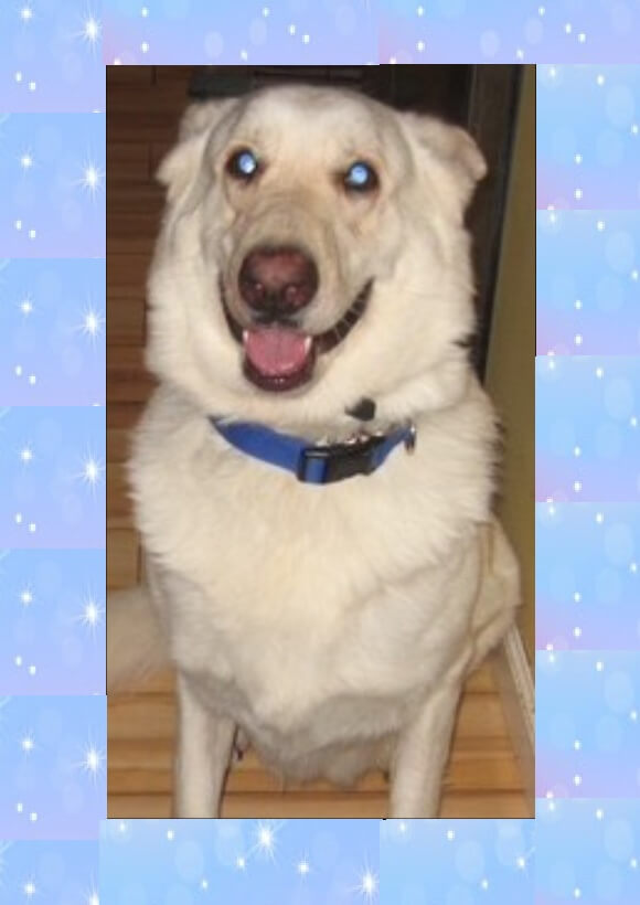 RONALD WELDON charged with animal cruelty for atrociously beating his ...