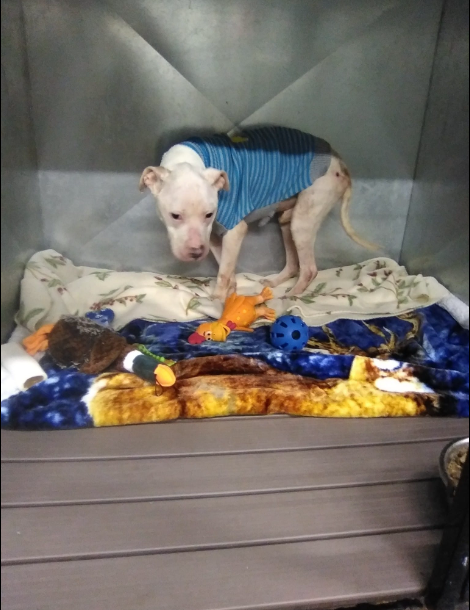 CHRISTOPHER LEE DONITHAN facing charges after an extremely emaciated ...