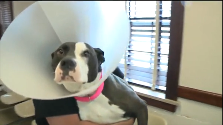 MECHELLE EVELYN JANE KELLY sentenced for dragging her dog behind her ...