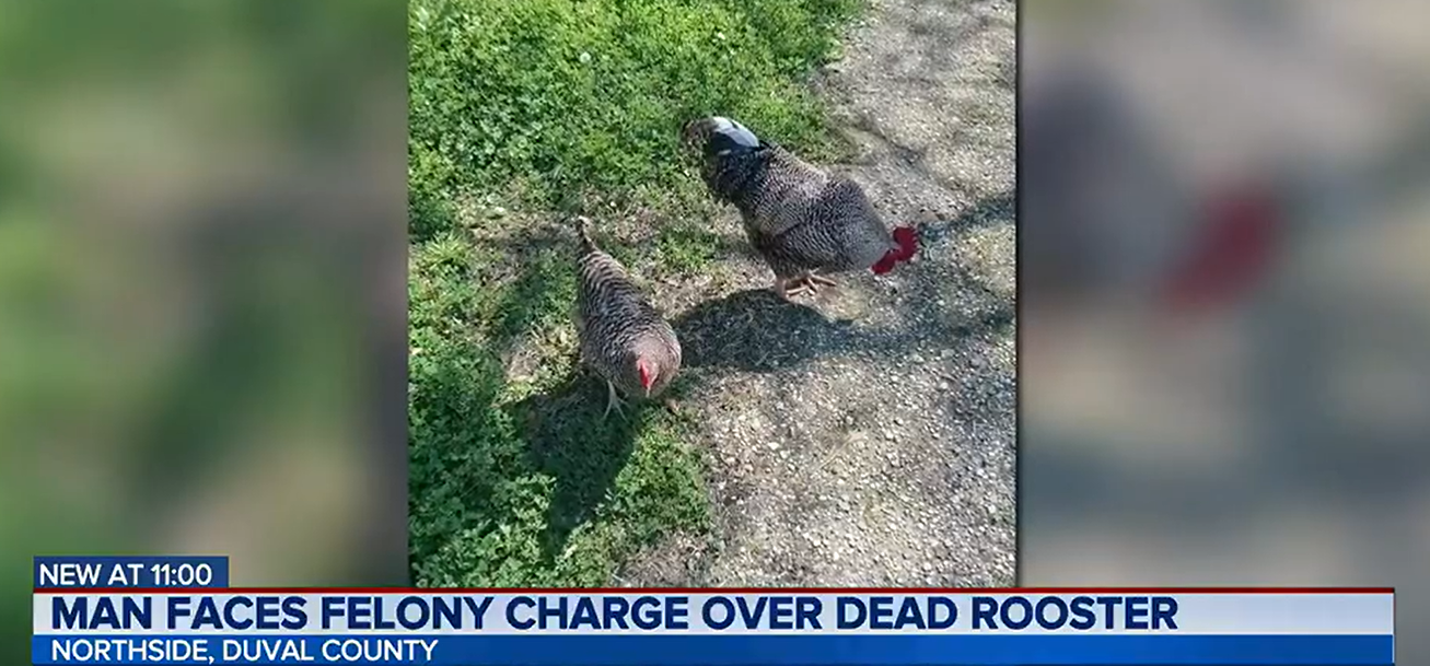 JAMES ROBERT NIX JR. arrested for murdering neighbor’s rooster - Voice ...