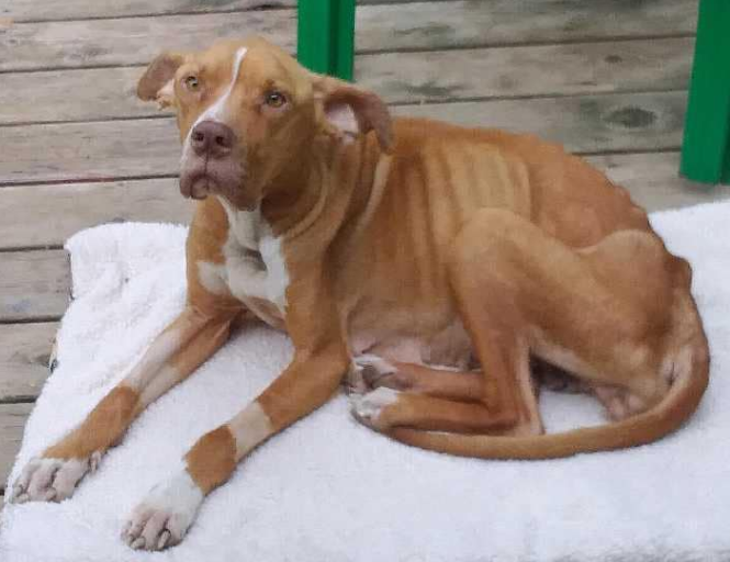 JEREMY W. SCHRADER arrested for underfeeding and abandoning his dog ...
