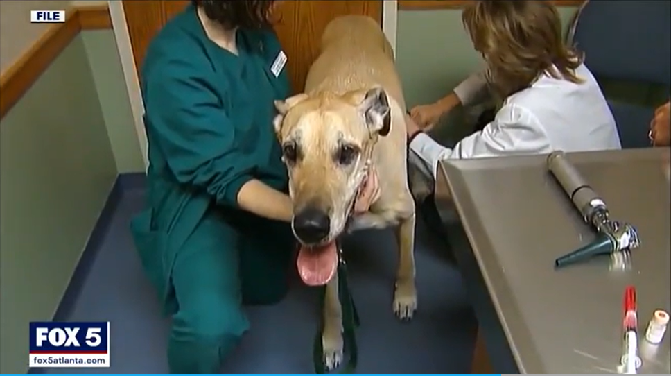 DEBORAH ANNE BLATCHLEY of Georgia Poodle Rescue arrested - Many ...