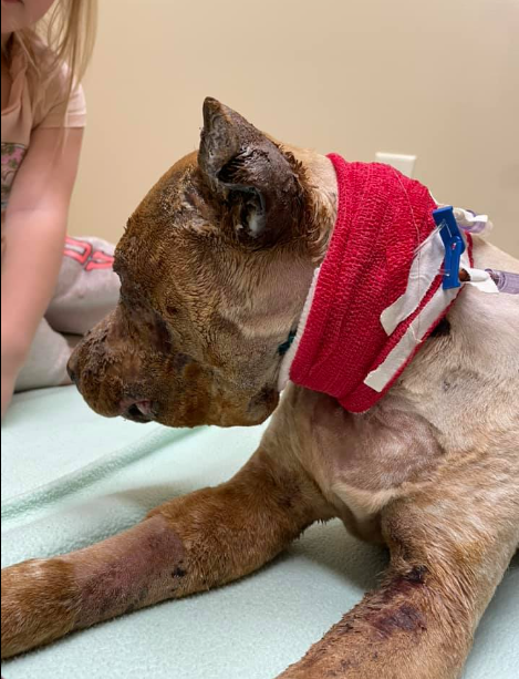 MICHAEL PAUL BUSICO sentenced to prison for setting dog on fire who ...