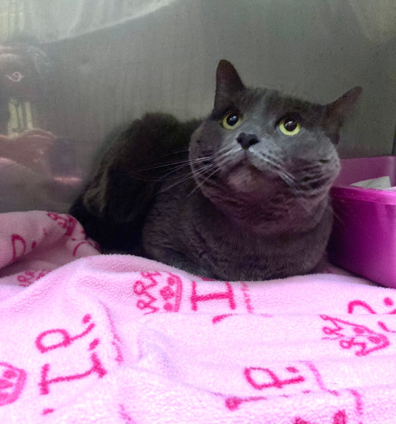 DARCY D. BEARD accused of abandoning her cat in a carrier at an animal ...