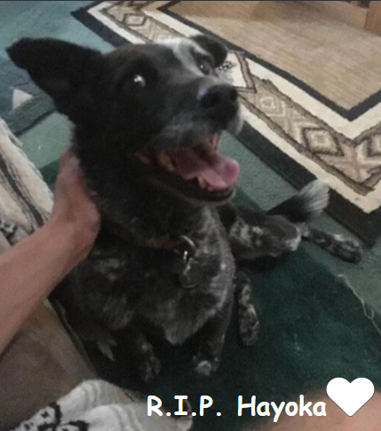 MATTHEW STEPHEN DIERINGER finally in custody after beating two dogs to ...