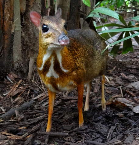 Chevrotains spotted in Vietnam after almost 30 years - Voice For Us