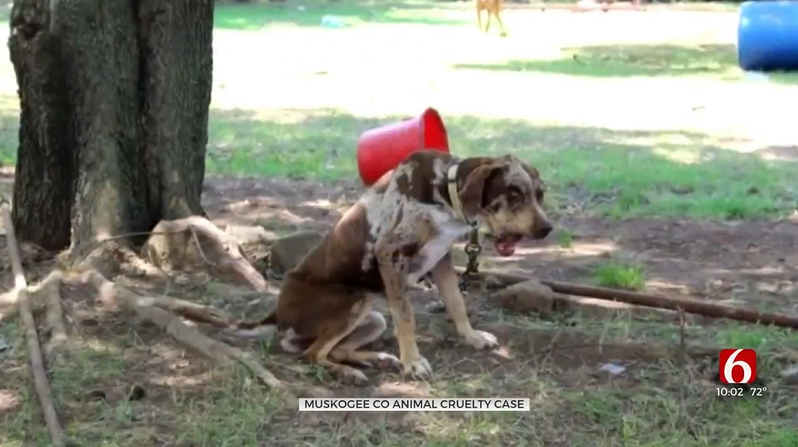 LINDSEY RAE BRASHEAR and KASEY WAYNE CLAY arrested as part of an animal ...