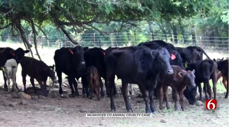 LINDSEY RAE BRASHEAR and KASEY WAYNE CLAY arrested as part of an animal ...