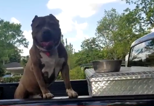 Dog named Simba is back home with his family after disappearing for ...