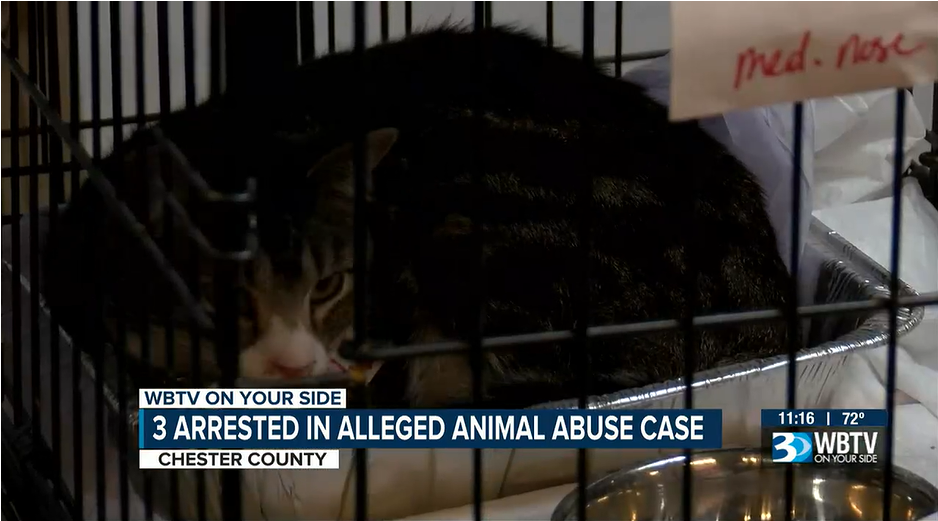 The COLLINGE family running Cat’s Paw Rescue arrested – 54 cats were ...