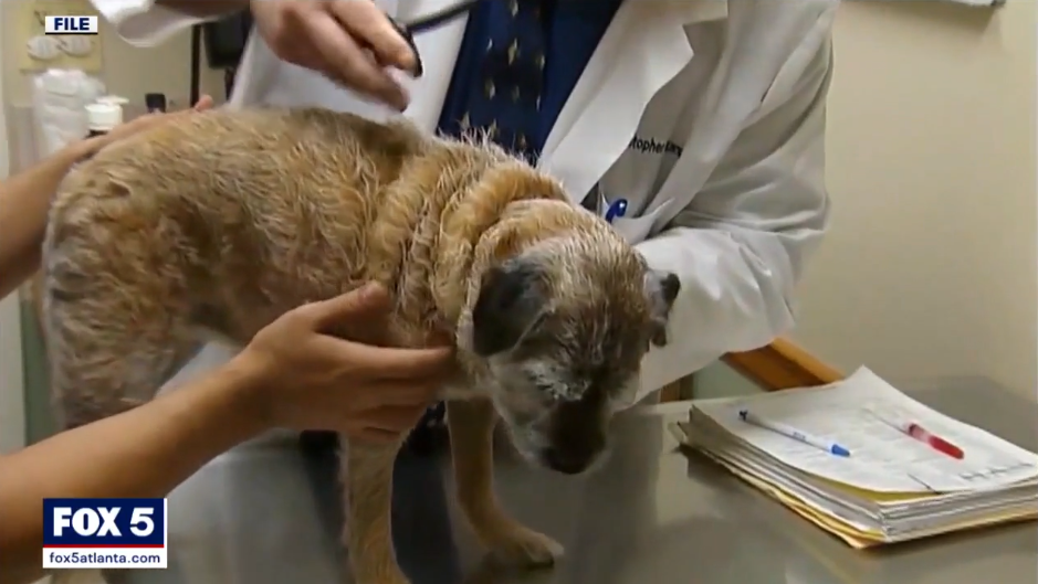 DEBORAH ANNE BLATCHLEY of Georgia Poodle Rescue arrested - Many ...