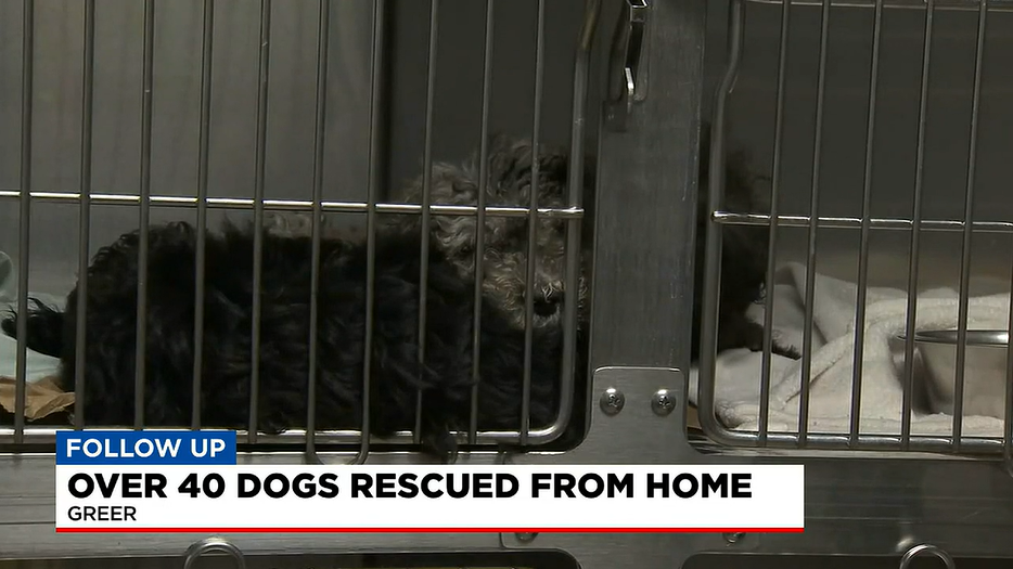 JOEVAUGHN LEON MEREDITH charged with ill treatment of animals - Voice ...